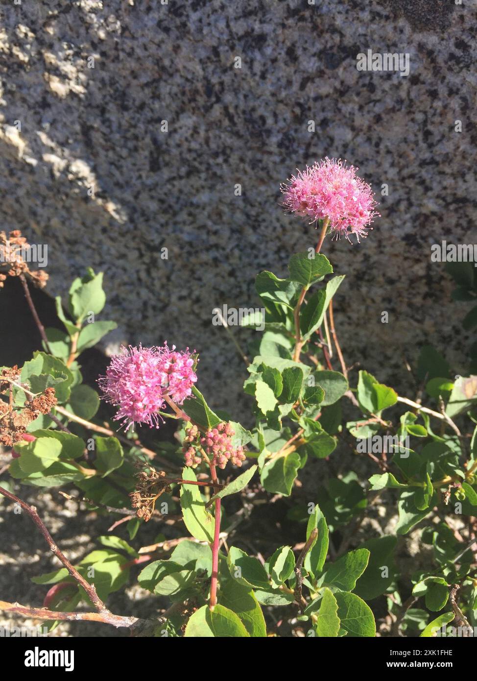 Mountain Spirea (Spiraea splendens) Plantae Stock Photo - Alamy