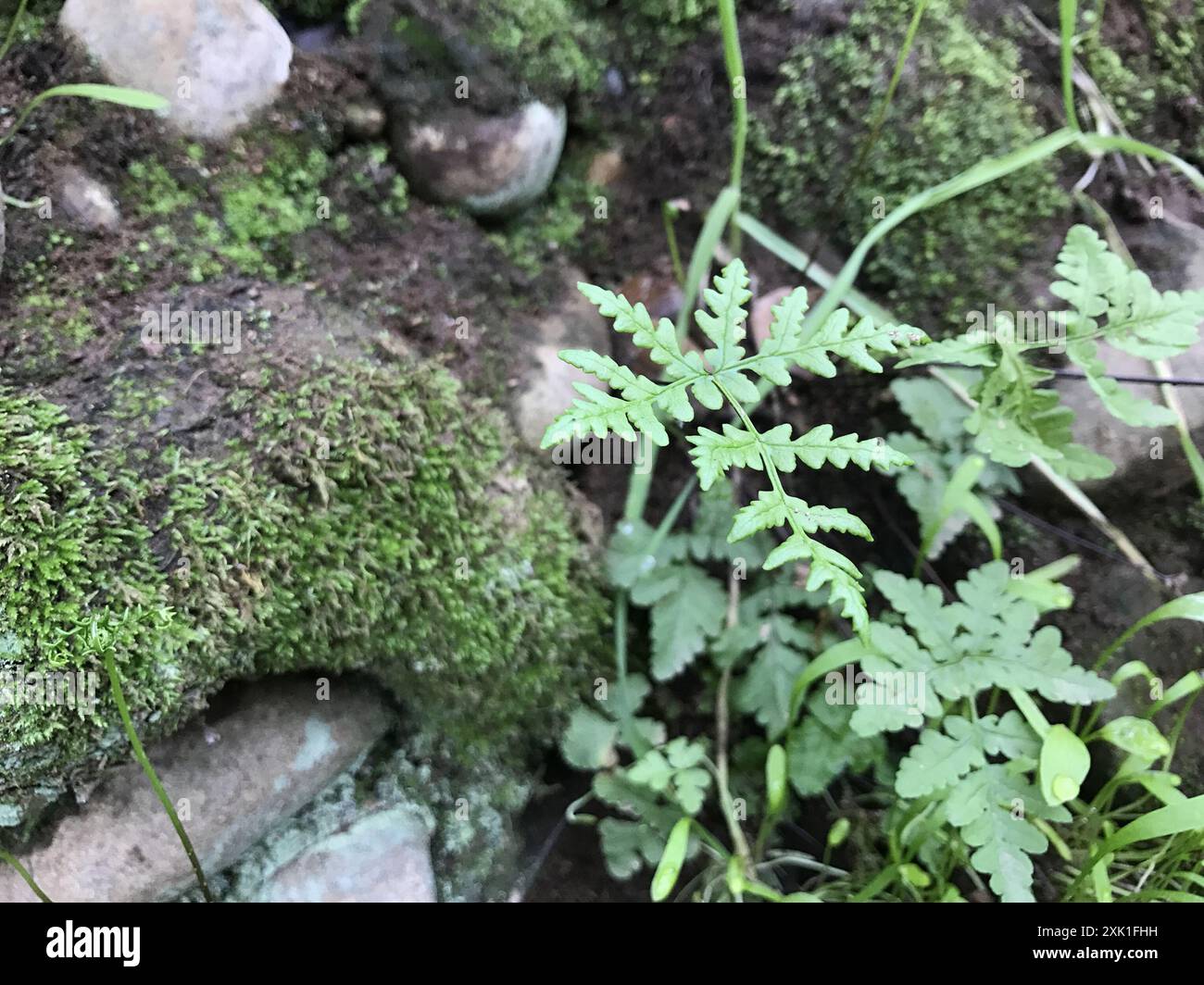 goldback fern (Pentagramma triangularis) Plantae Stock Photo - Alamy