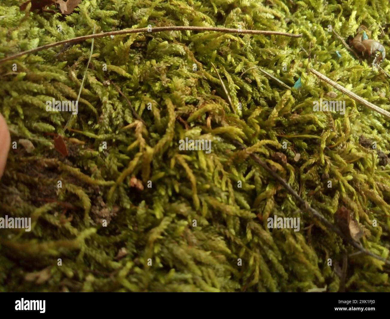 Entodon Moss Family (Entodontaceae) Plantae Stock Photo - Alamy