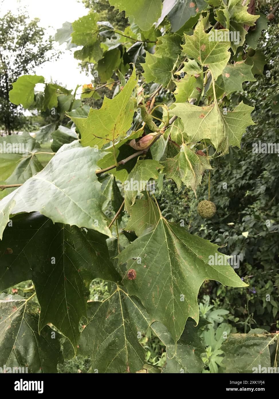American sycamore (Platanus occidentalis) Plantae Stock Photo - Alamy