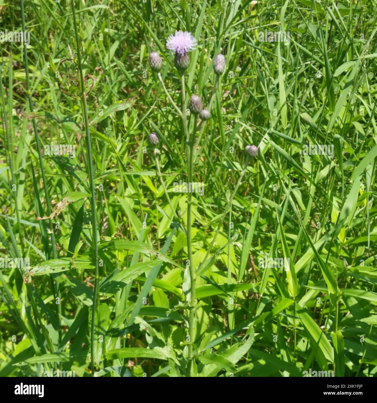 creeping thistle (Cirsium arvense) Plantae Stock Photo - Alamy