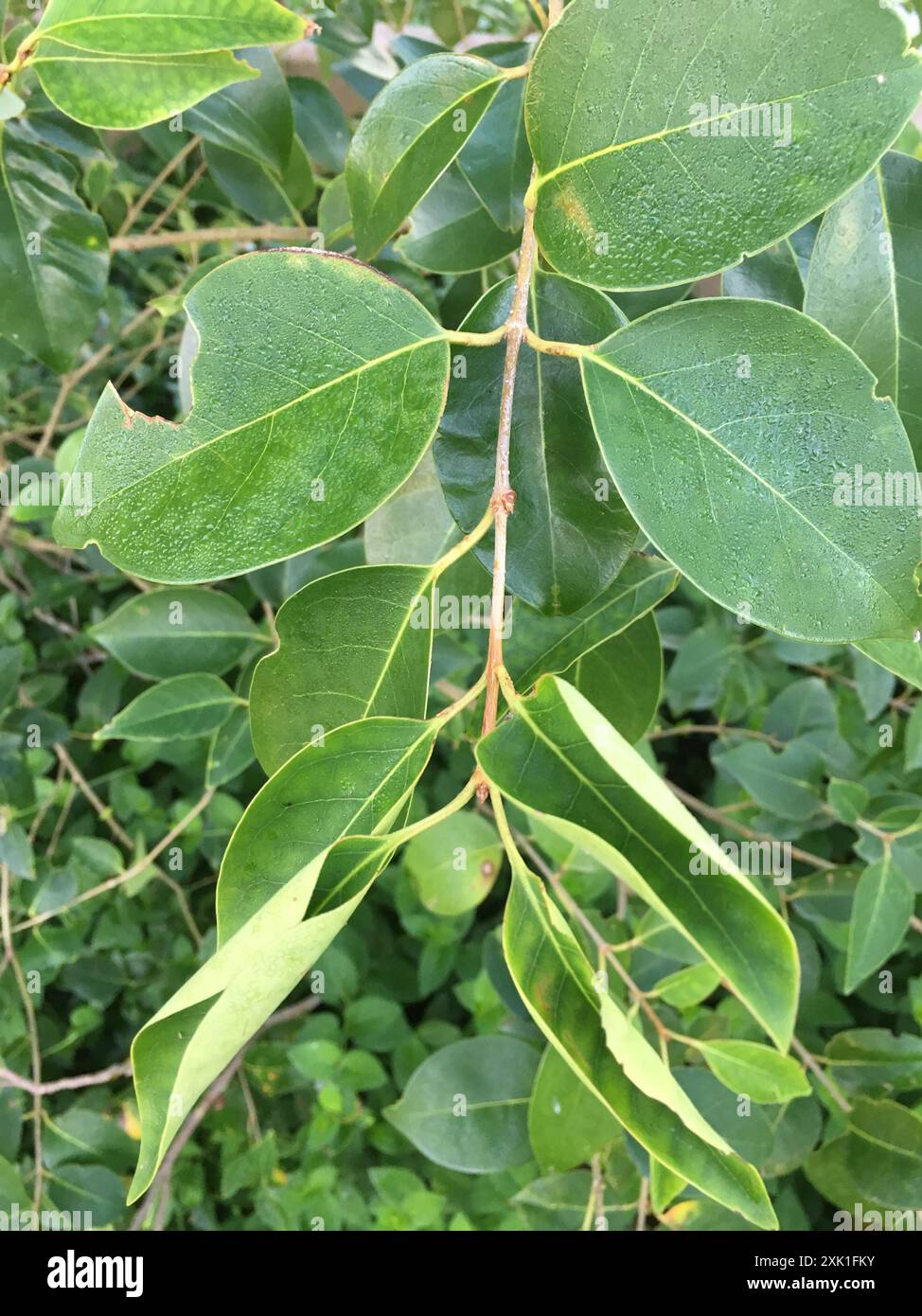 tree privet (Ligustrum lucidum) Plantae Stock Photo - Alamy