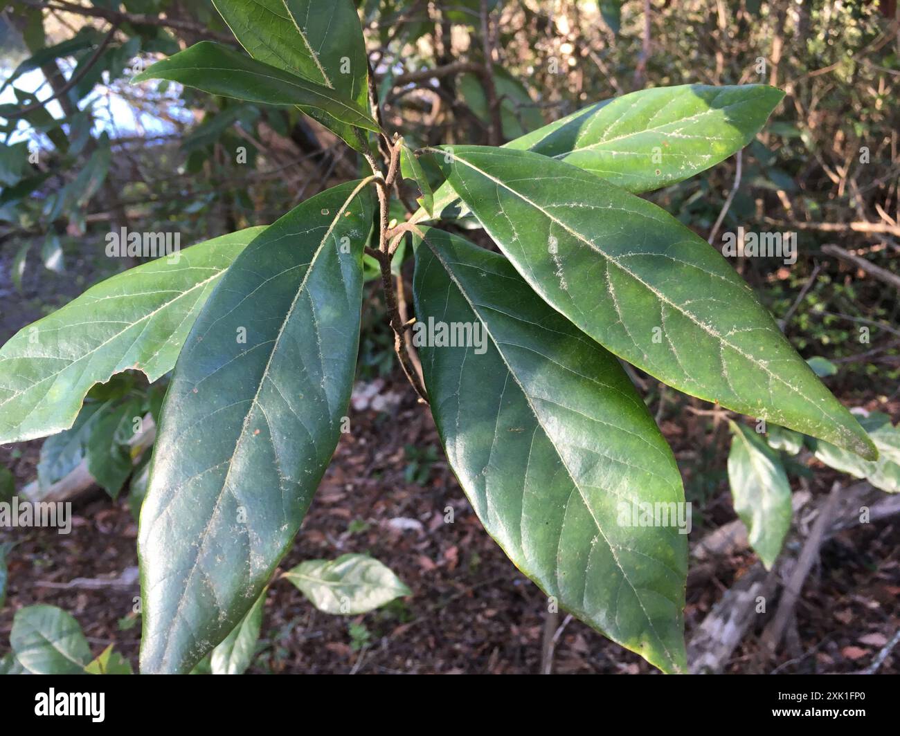 Swamp Bay (Persea palustris) Plantae Stock Photo - Alamy