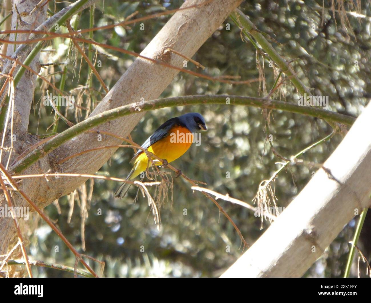 Blue-and-yellow Tanager (Rauenia bonariensis) Aves Stock Photo - Alamy