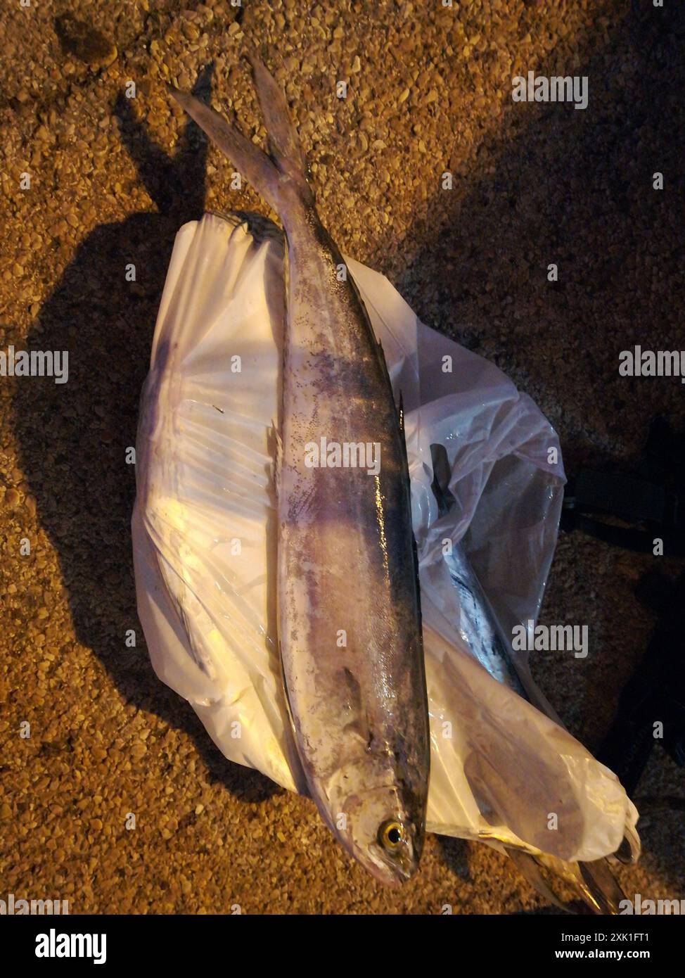 Common Dolphinfish (Coryphaena hippurus) Actinopterygii Stock Photo - Alamy