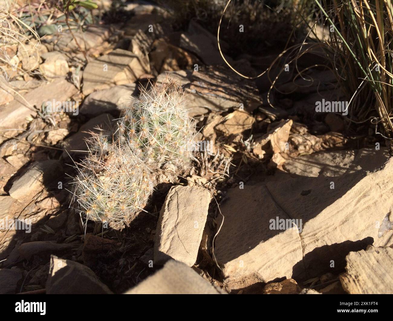 Whitecolumn Foxtail Cactus (Escobaria tuberculosa) Plantae Stock Photo ...