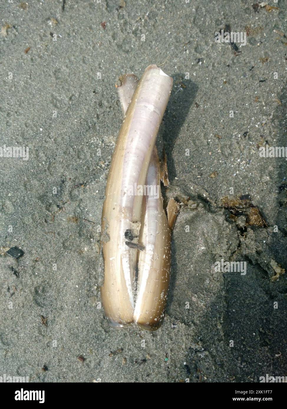 Ensis leei hi-res stock photography and images - Alamy