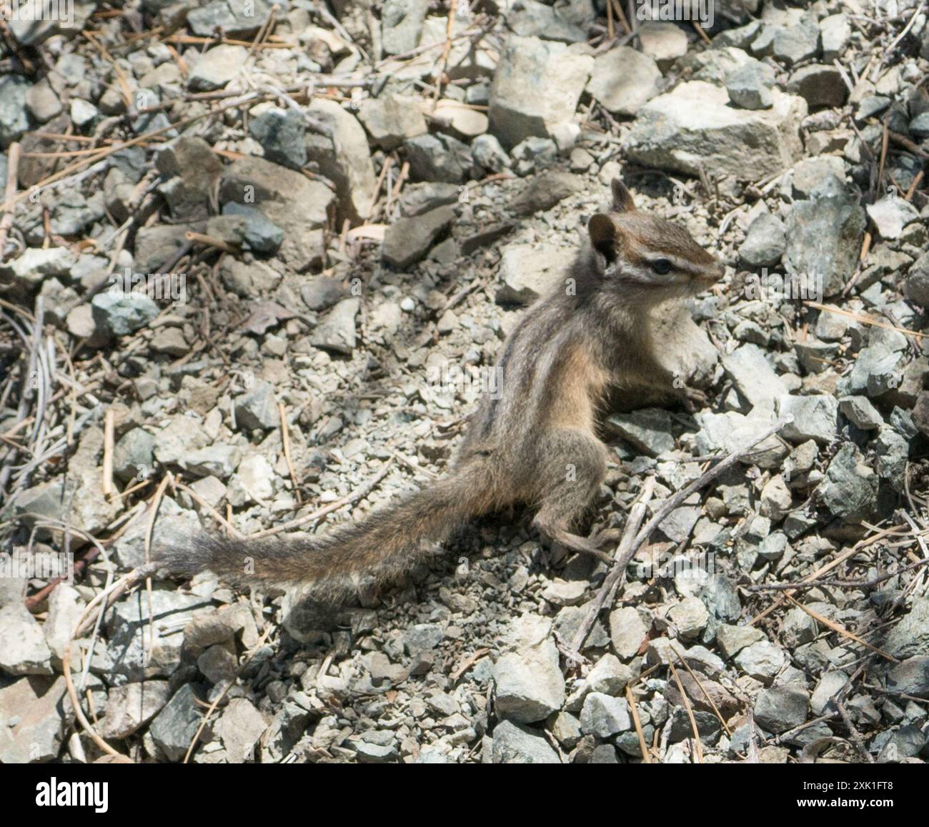 Western Chipmunks (Neotamias) Mammalia Stock Photo - Alamy
