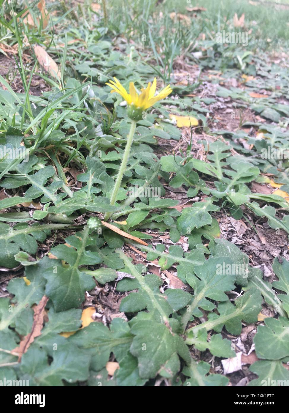 Prostrate Capeweed (Arctotheca prostrata) Plantae Stock Photo - Alamy