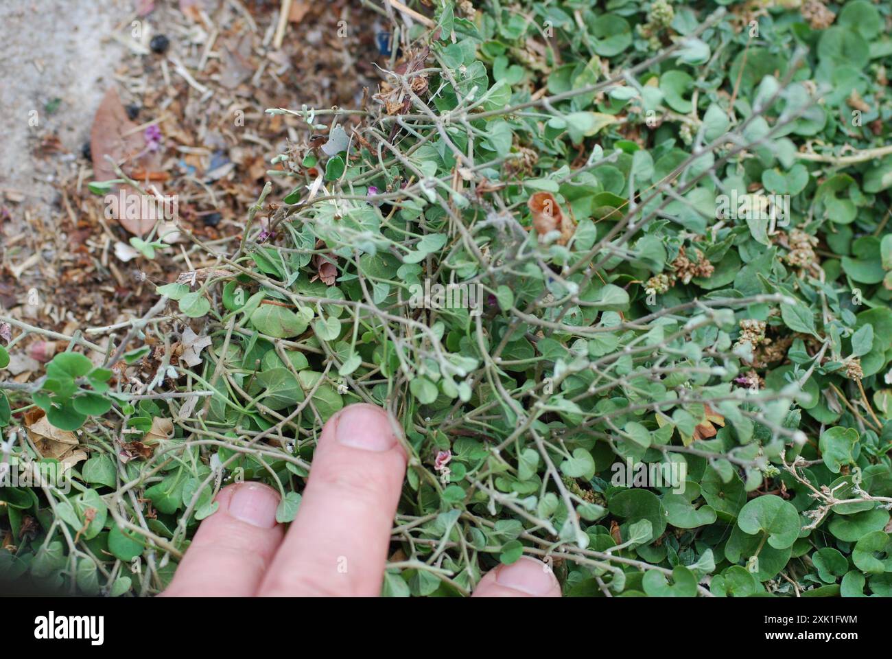Kidney weed dichondra repens hi-res stock photography and images - Alamy