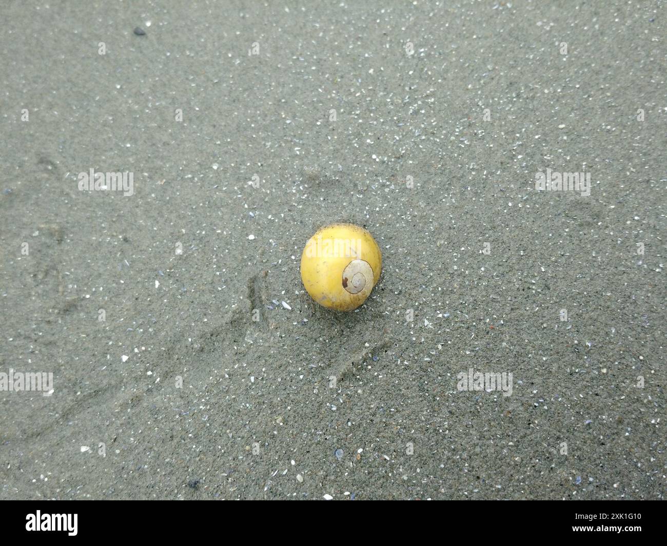 Flat Periwinkle (Littorina obtusata) Mollusca Stock Photo - Alamy