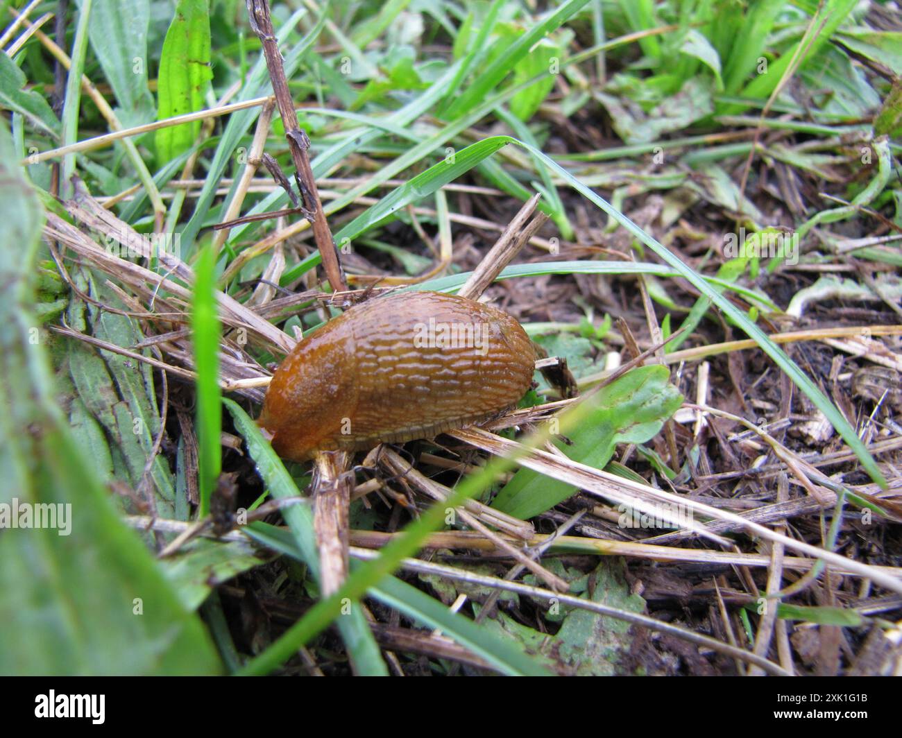 Western Dusky Slug (Arion subfuscus) Mollusca Stock Photo - Alamy