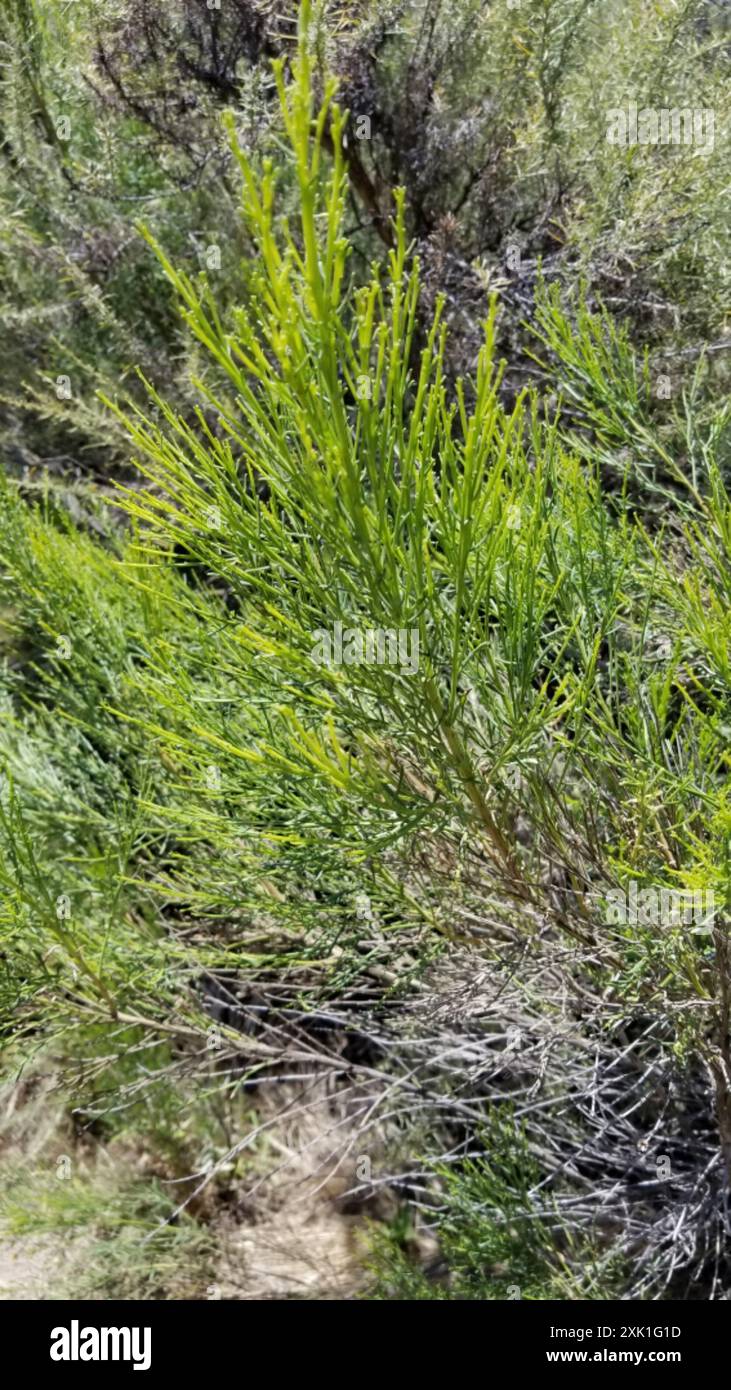 Desert Broom (Baccharis sarothroides) Plantae Stock Photo - Alamy