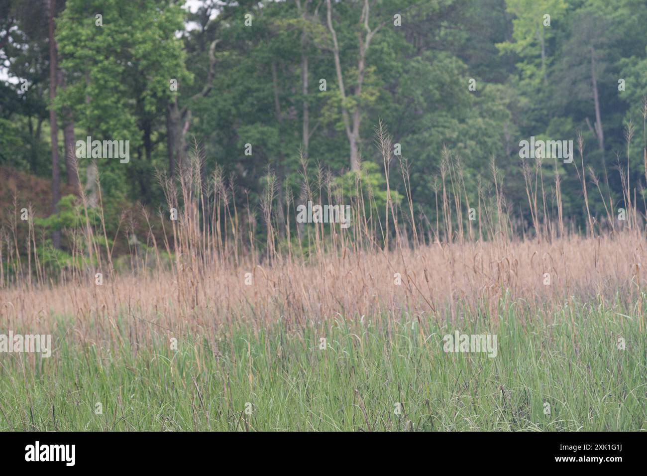 monocots (Liliopsida) Plantae Stock Photo - Alamy