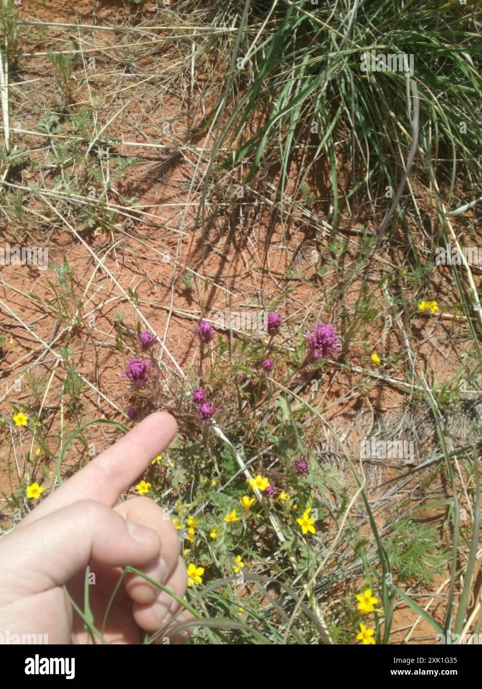 purple owl's-clover (Castilleja exserta) Plantae Stock Photo - Alamy
