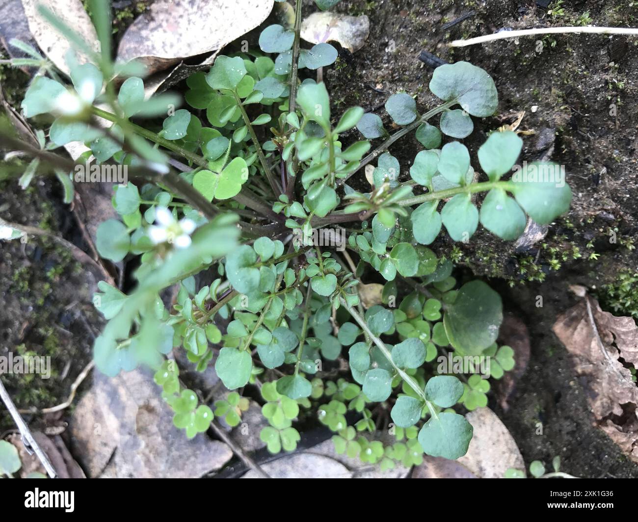 Bittercresses and Toothworts (Cardamine) Plantae Stock Photo - Alamy