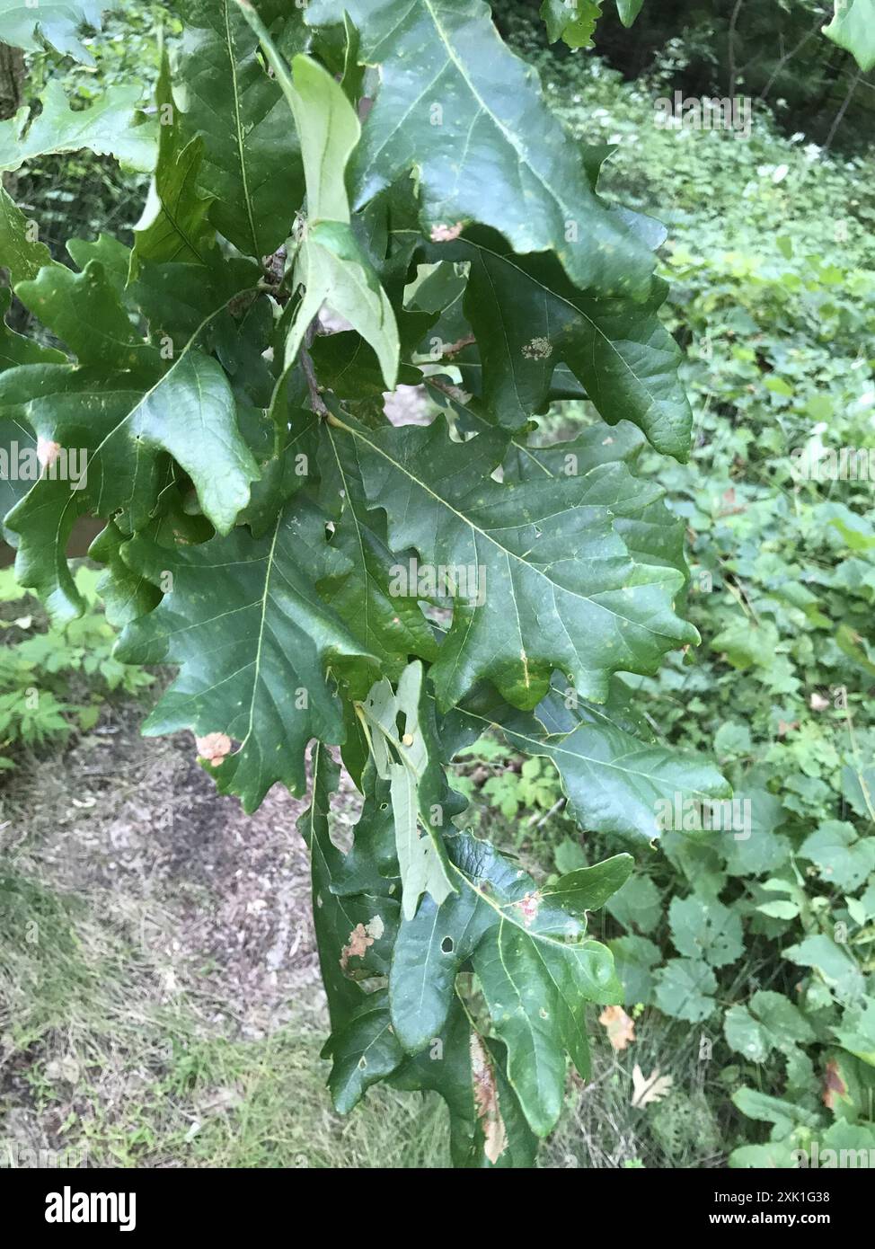 Quercus lyrata hi-res stock photography and images - Alamy