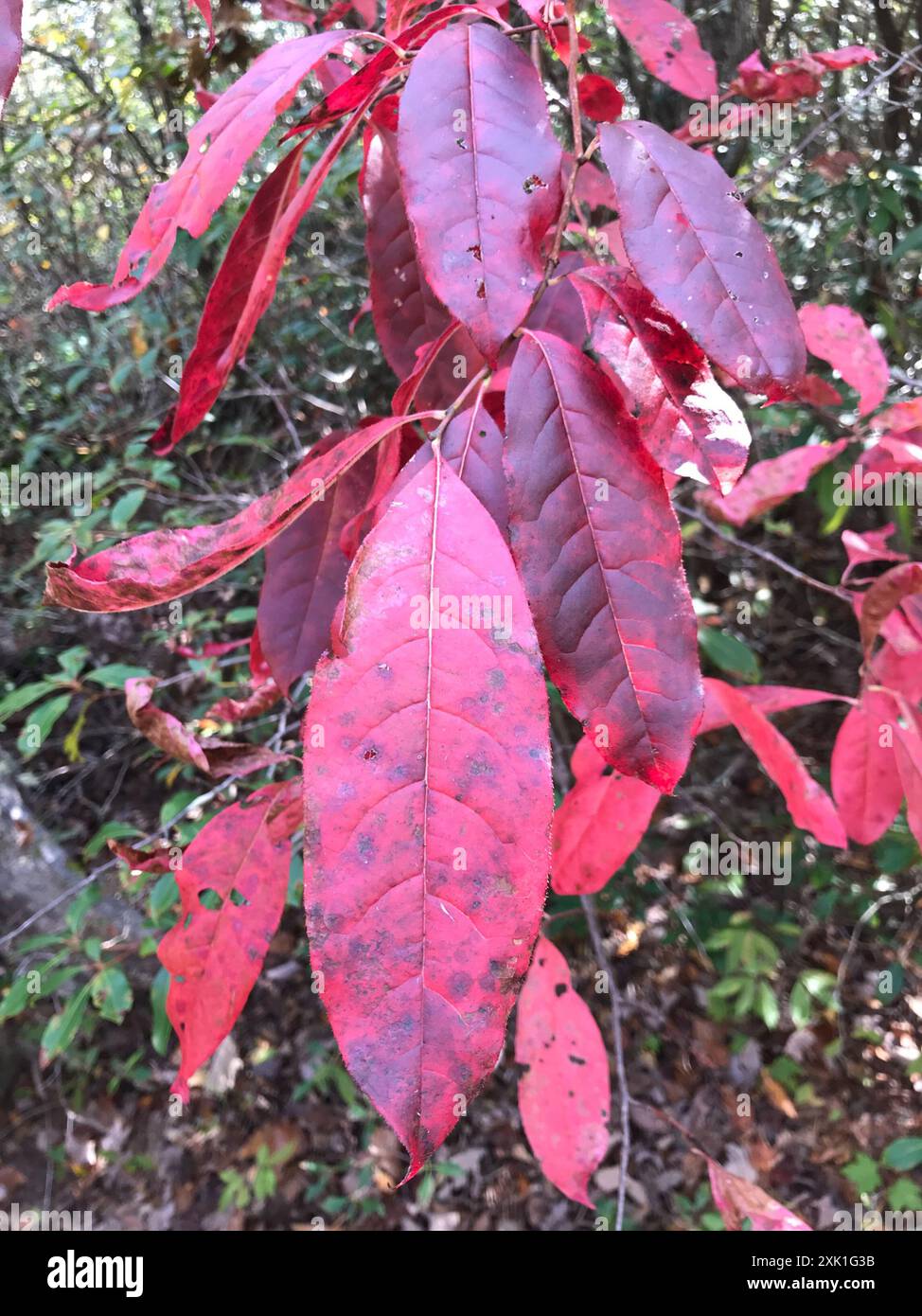 sourwood (Oxydendrum arboreum) Plantae Stock Photo - Alamy