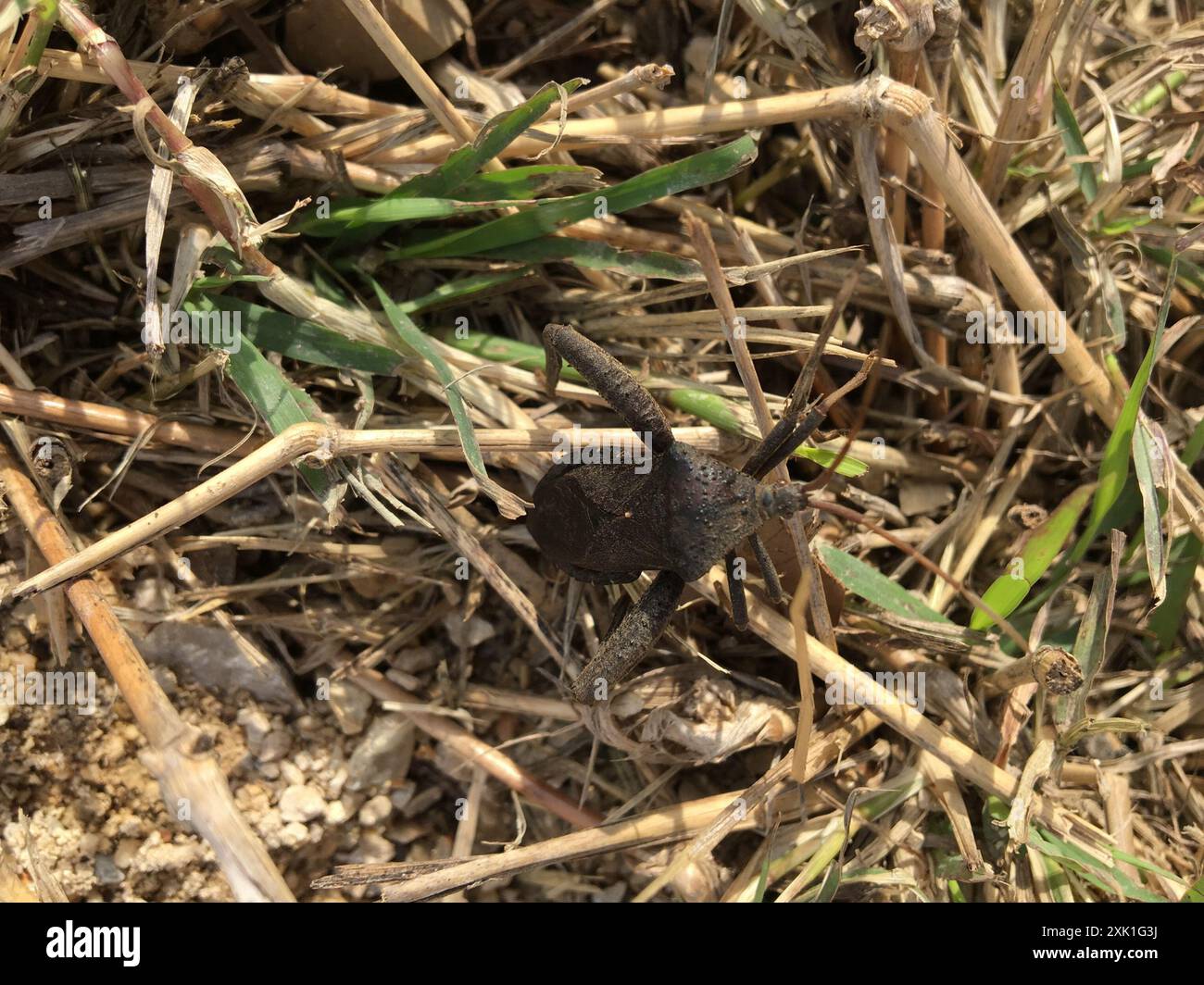 Florida leaf footed bug hi-res stock photography and images - Alamy
