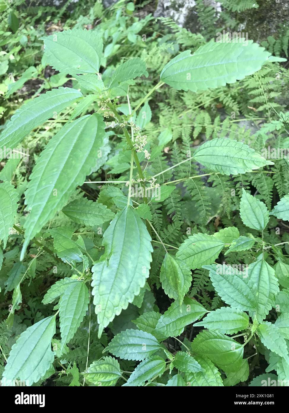 Canada clearweed (Pilea pumila) Plantae Stock Photo - Alamy