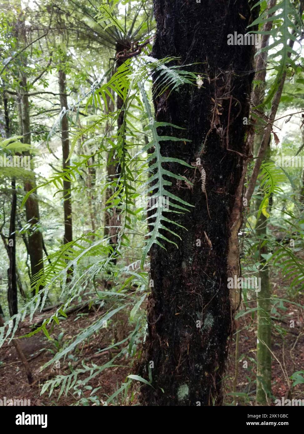 Fragrant Fern (Microsorum scandens) Plantae Stock Photo - Alamy