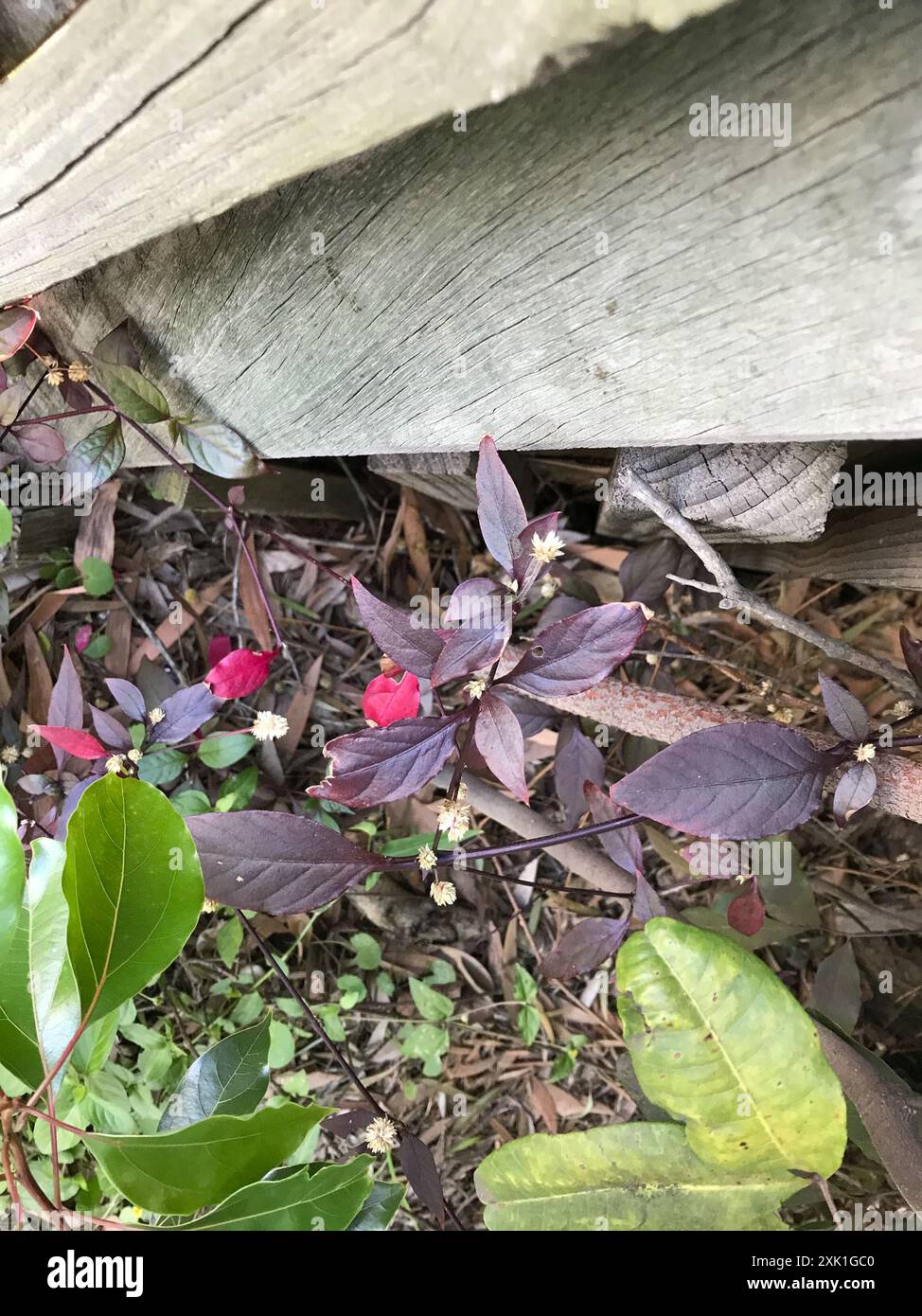 Ruby Leaf (Alternanthera brasiliana) Plantae Stock Photo - Alamy