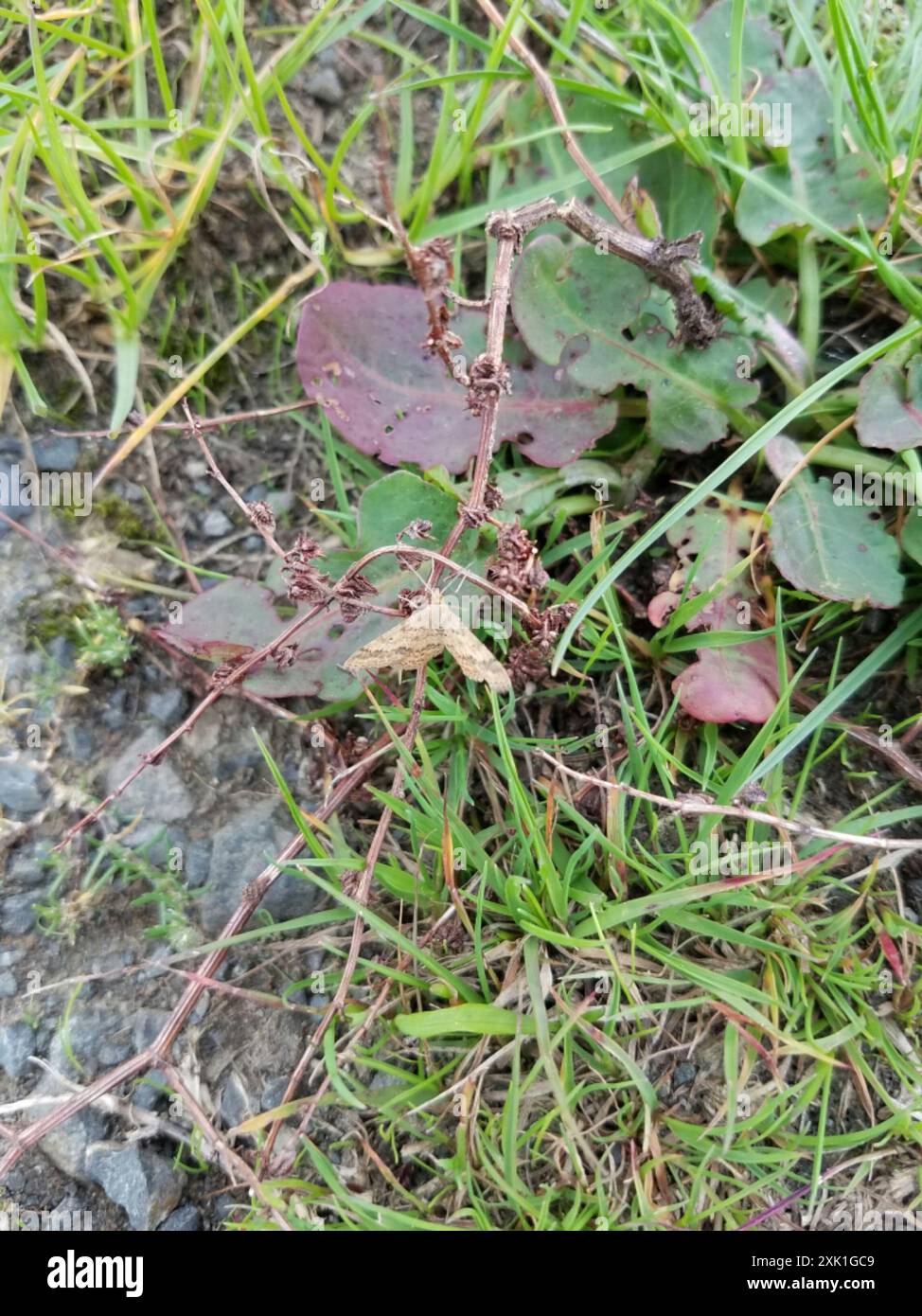 Plantain moth hi-res stock photography and images - Alamy