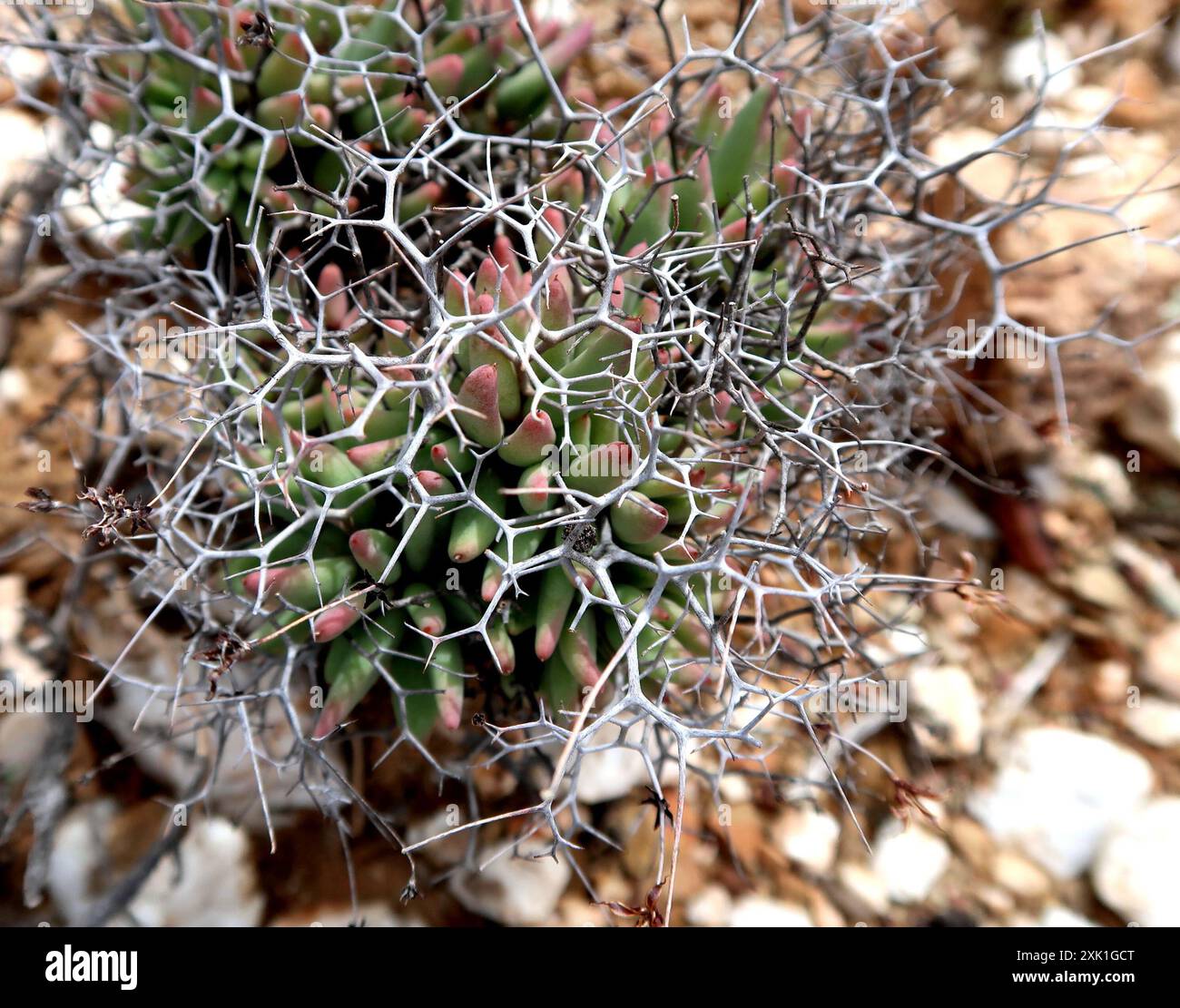 Common Oukoe Butterbush (Tylecodon reticulatus reticulatus) Plantae ...