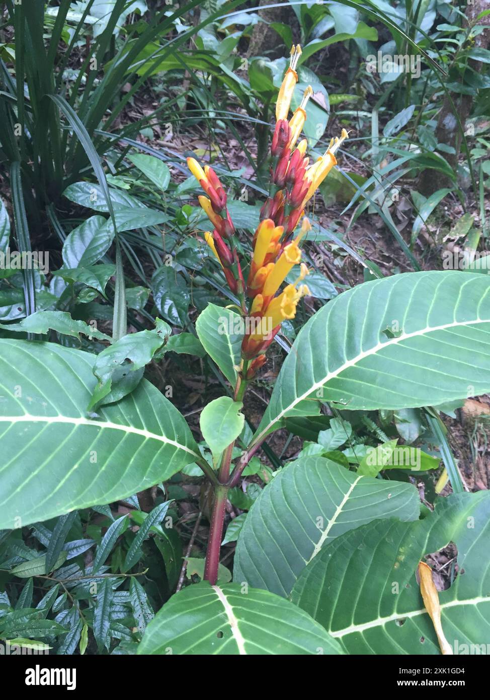 Sanchezia (Sanchezia parvibracteata) Plantae Stock Photo - Alamy