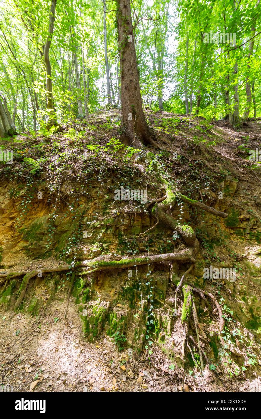 Schist metamorphic rock with tree roots, Tolvaj-arok (valley) in Sopron ...