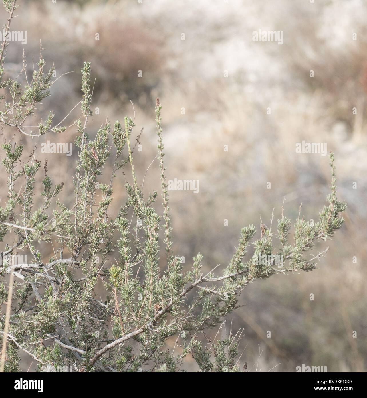 chamise (Adenostoma fasciculatum) Plantae Stock Photo - Alamy