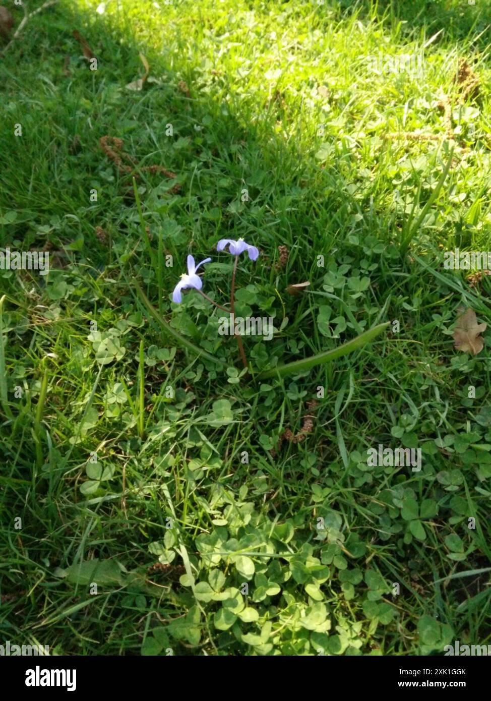 Forbes' Glory-of-the-snow (Scilla forbesii) Plantae Stock Photo - Alamy