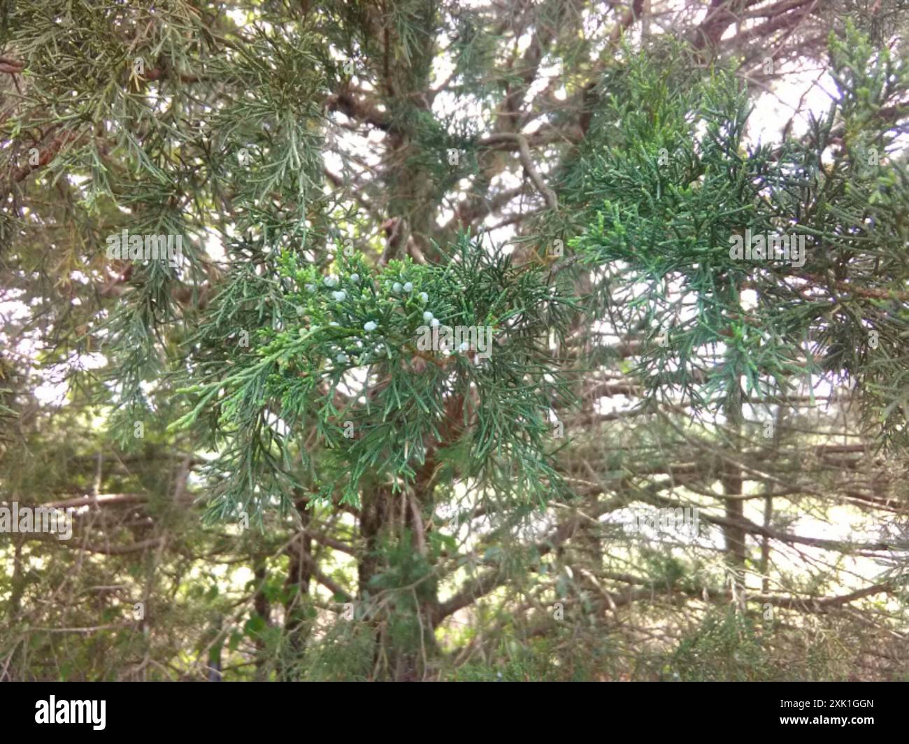 eastern redcedar (Juniperus virginiana) Plantae Stock Photo - Alamy