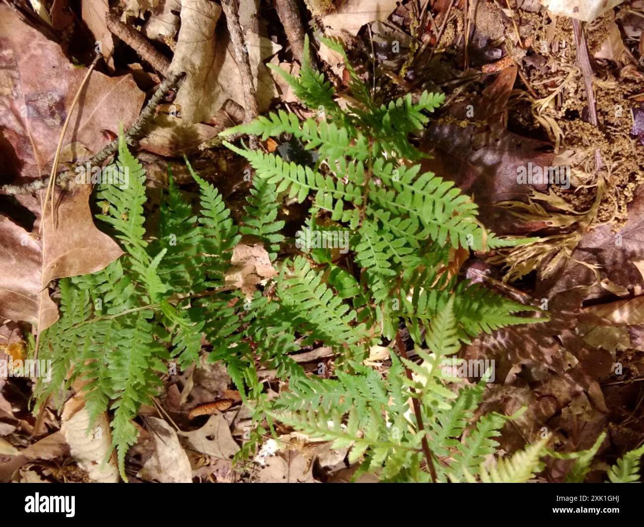 southern lady fern (Athyrium asplenioides) Plantae Stock Photo - Alamy