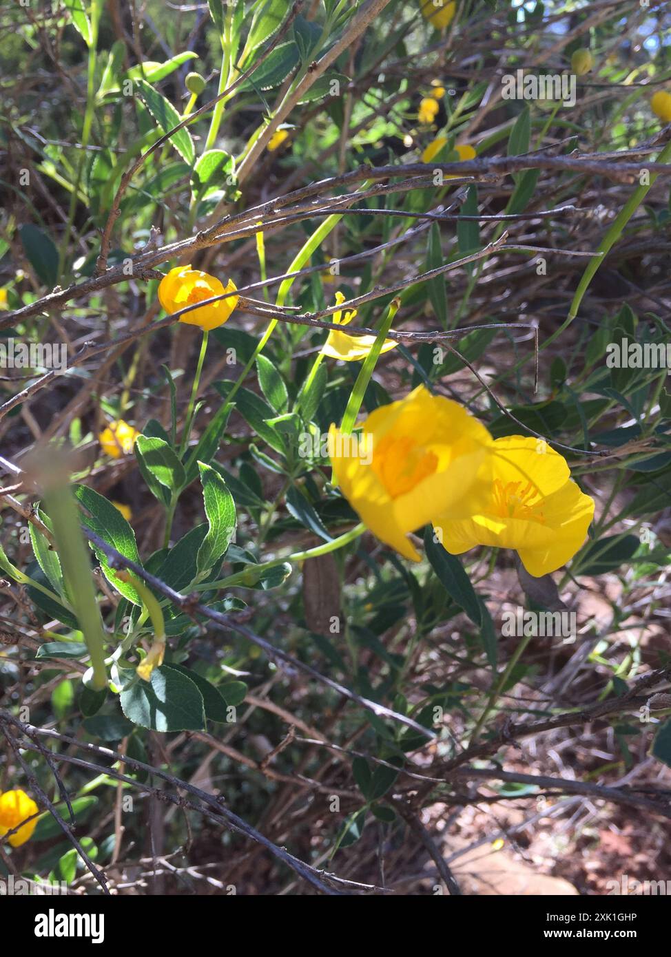 Bush Poppy (Dendromecon rigida) Plantae Stock Photo - Alamy