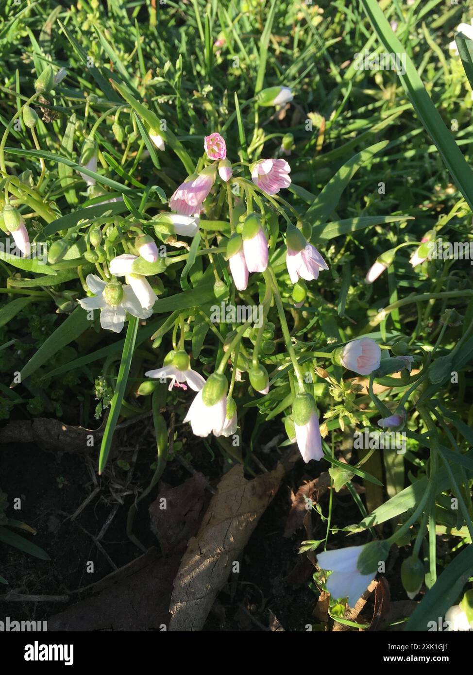 cut-leaved toothwort (Cardamine concatenata) Plantae Stock Photo - Alamy