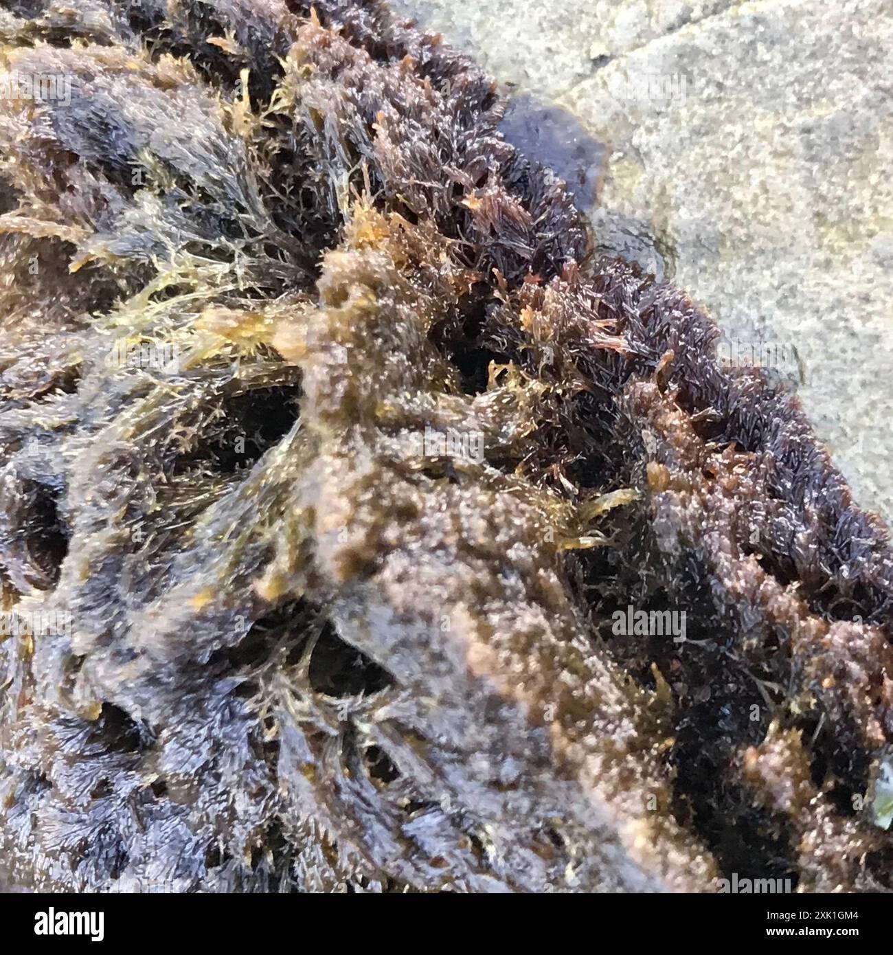 red algae (Rhodophyta) Plantae Stock Photo - Alamy