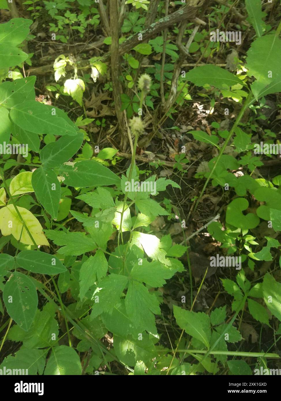 tall thimbleweed (Anemone virginiana) Plantae Stock Photo - Alamy