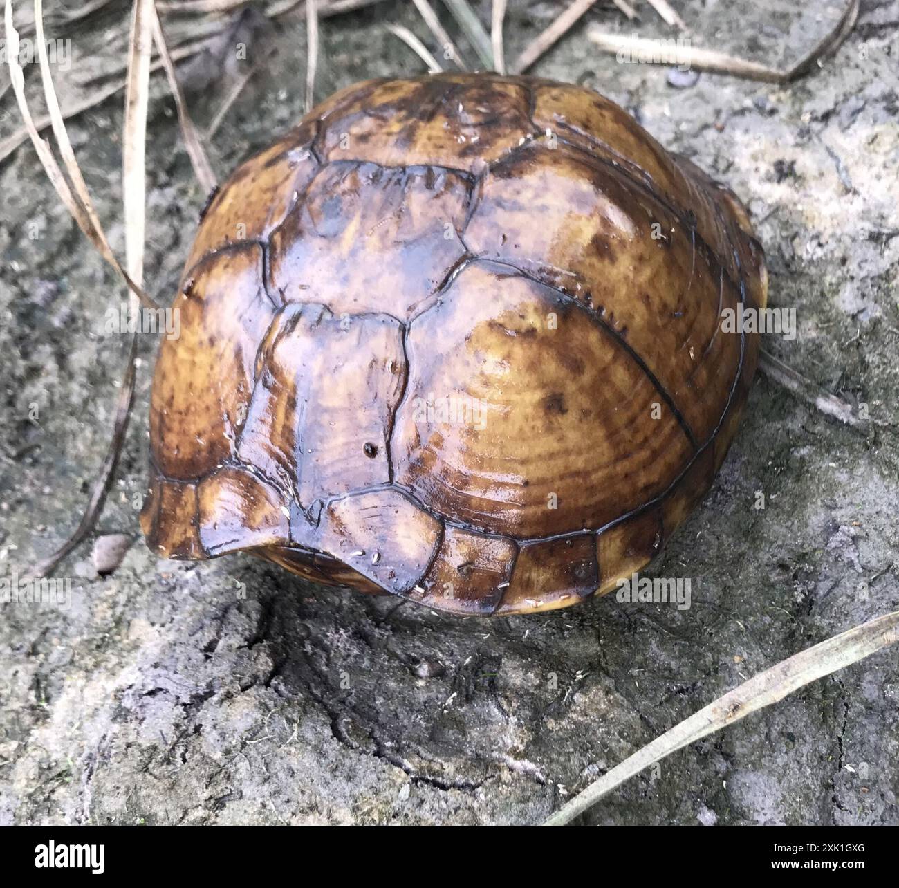 Three-toed Box Turtle (Terrapene triunguis) Reptilia Stock Photo - Alamy