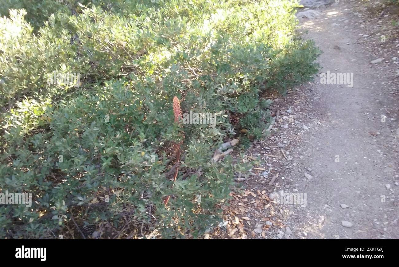 woodland pinedrops (Pterospora andromedea) Plantae Stock Photo - Alamy