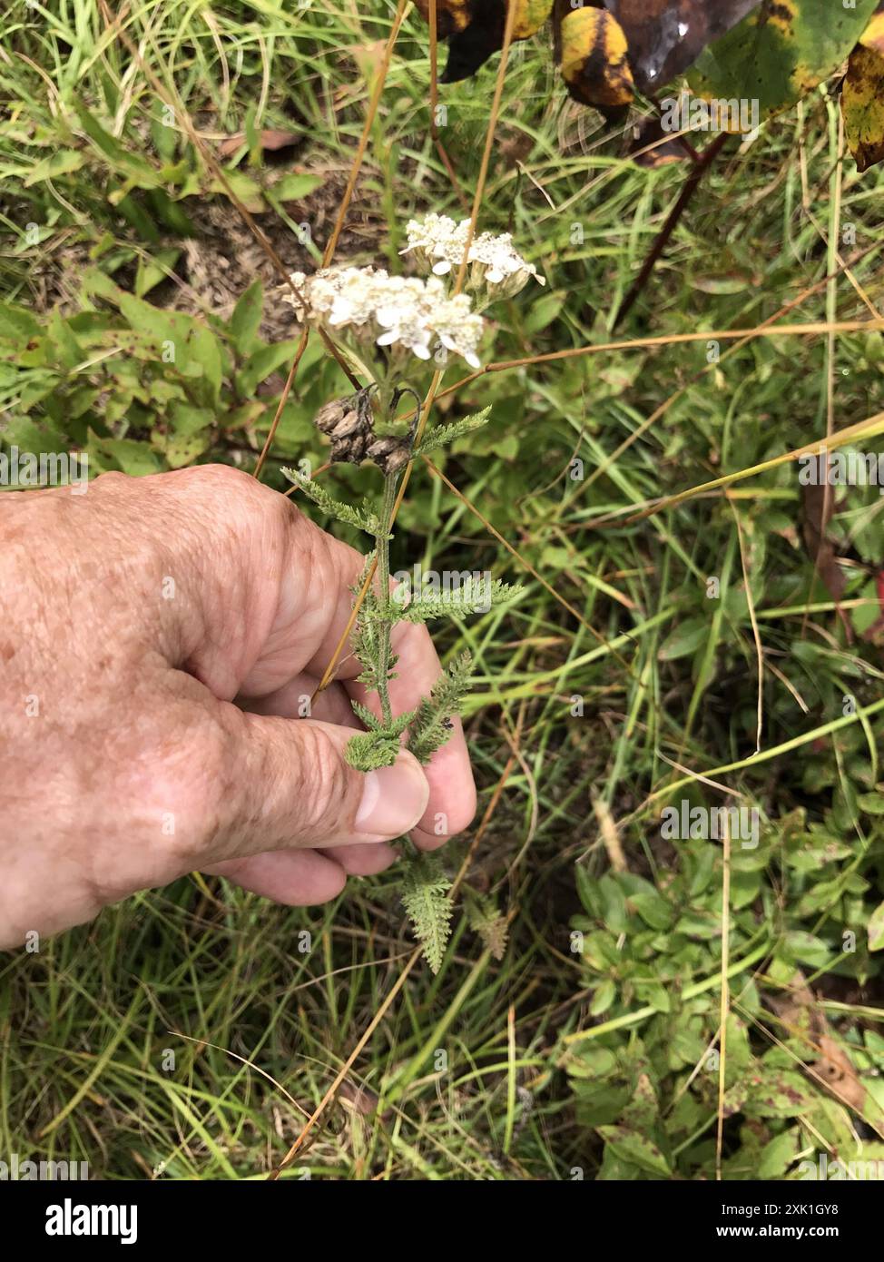 Northern Yarrow (Achillea millefolium borealis) Plantae Stock Photo - Alamy