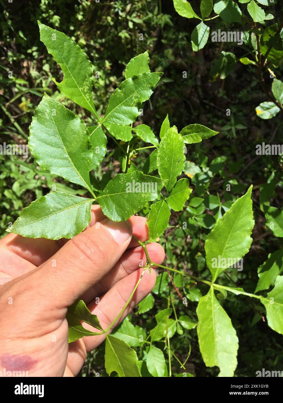 common hoptree (Ptelea trifoliata) Plantae Stock Photo - Alamy