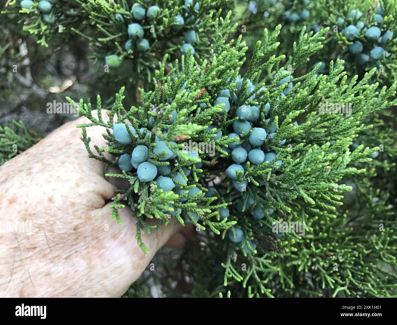Ashe juniper (Juniperus ashei) Plantae Stock Photo - Alamy