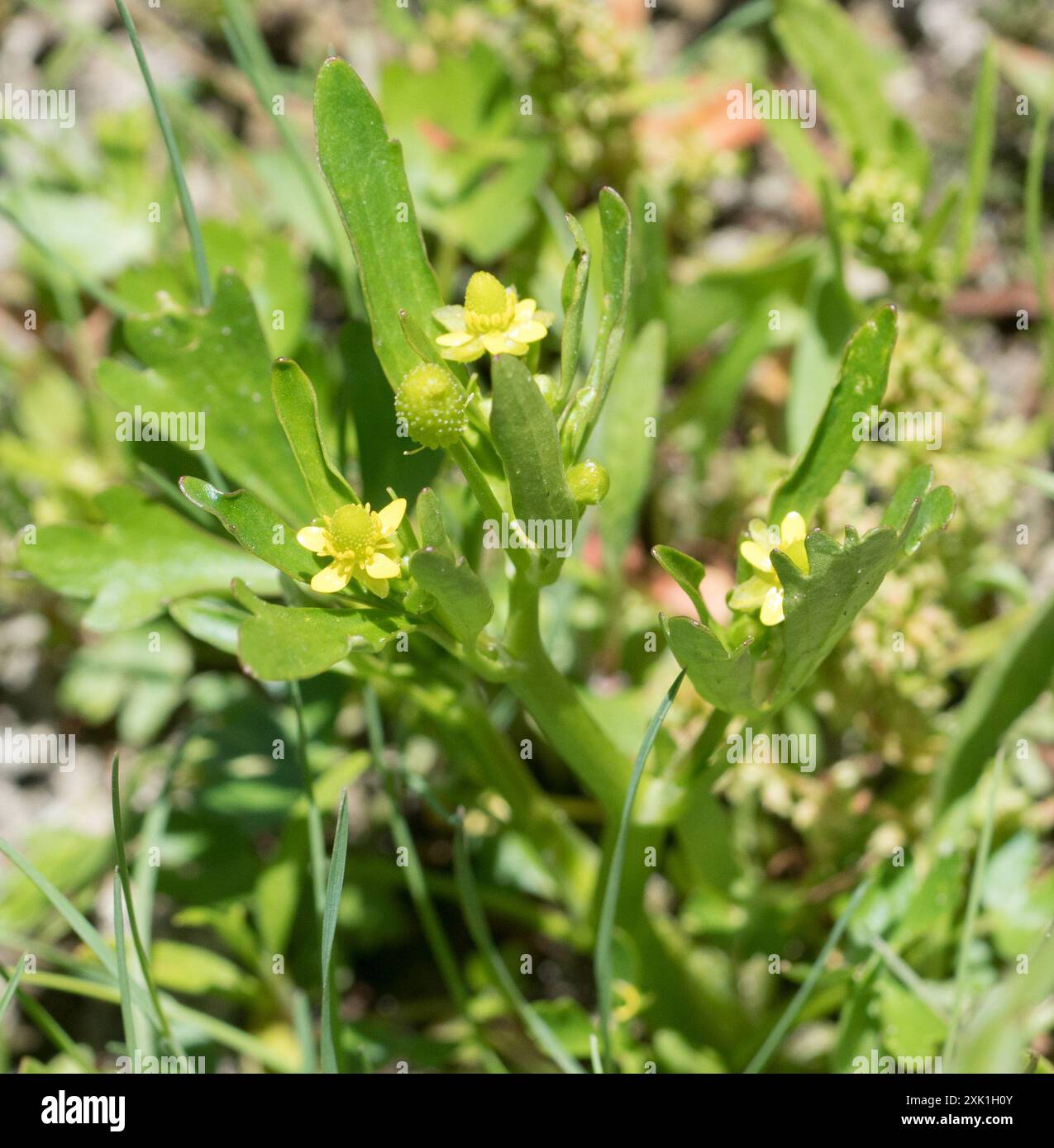 buttercup family (Ranunculaceae) Plantae Stock Photo - Alamy
