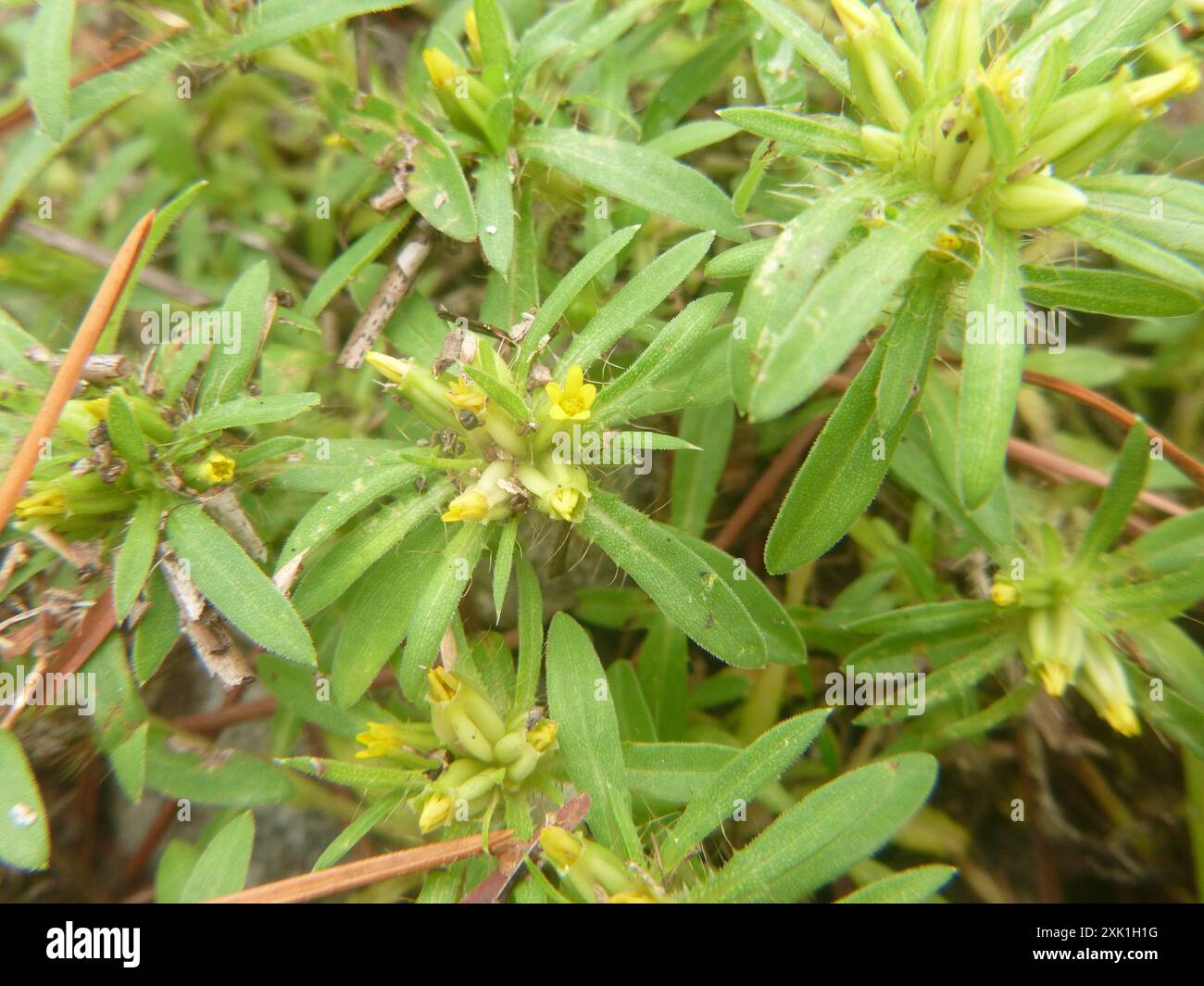 Spreading chinchweed (Pectis prostrata) Plantae Stock Photo - Alamy