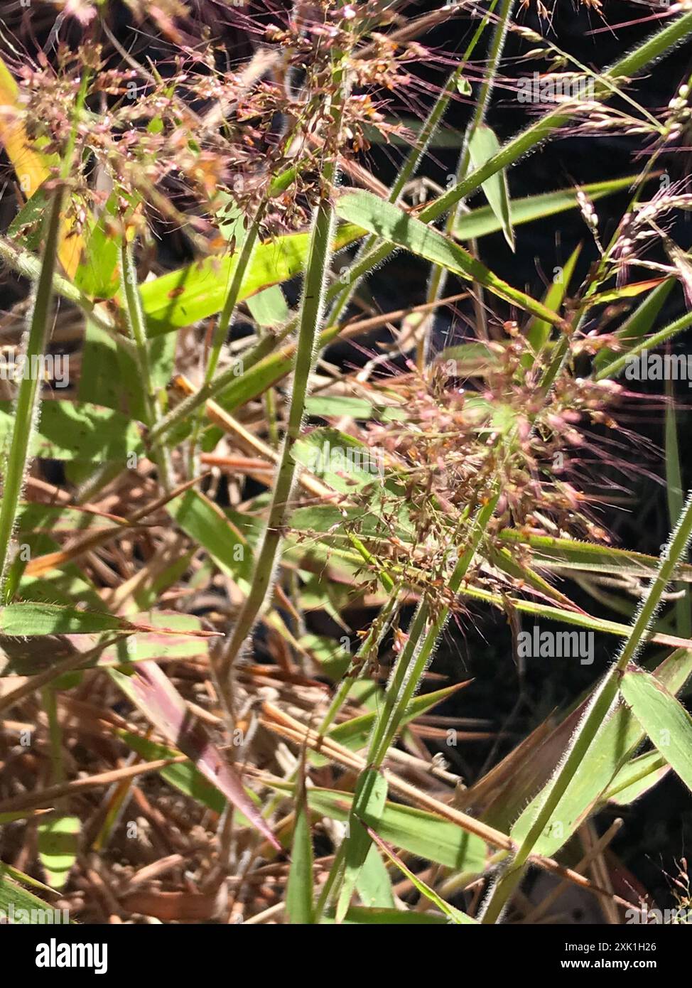 Molasses Grass (Melinis minutiflora) Plantae Stock Photo - Alamy