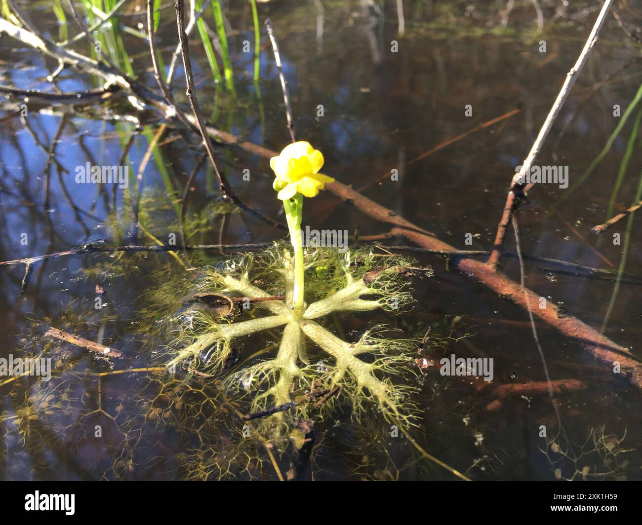 Small Swollen Bladderwort (Utricularia radiata) Plantae Stock Photo - Alamy