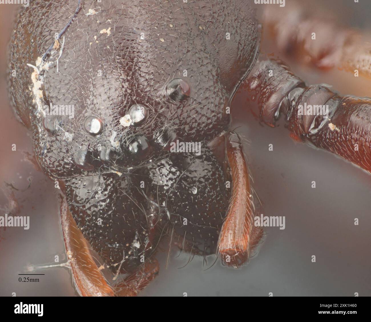 Bull-headed sac spider (Trachelas pacificus) Arachnida Stock Photo - Alamy
