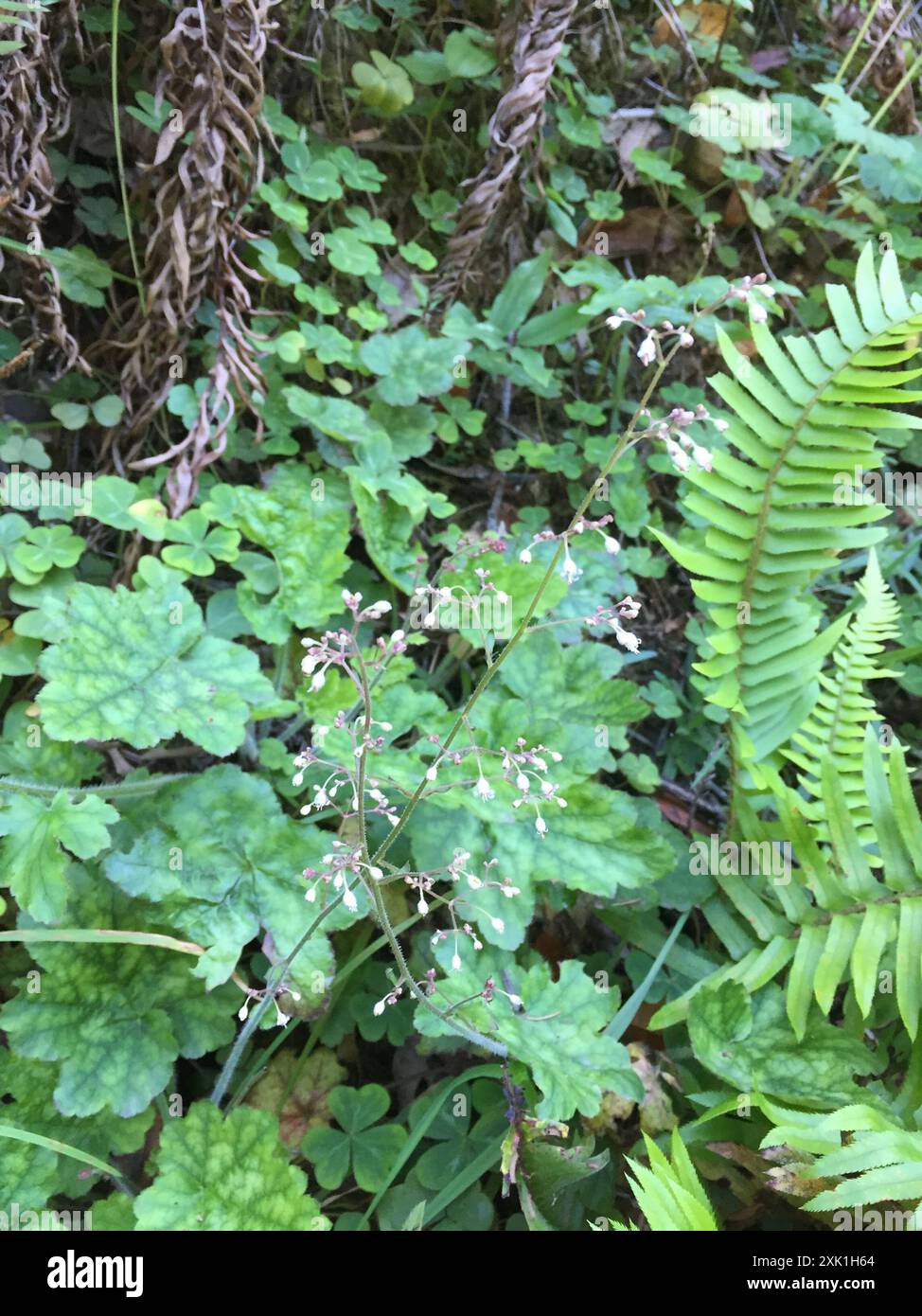 crevice alumroot (Heuchera micrantha) Plantae Stock Photo - Alamy