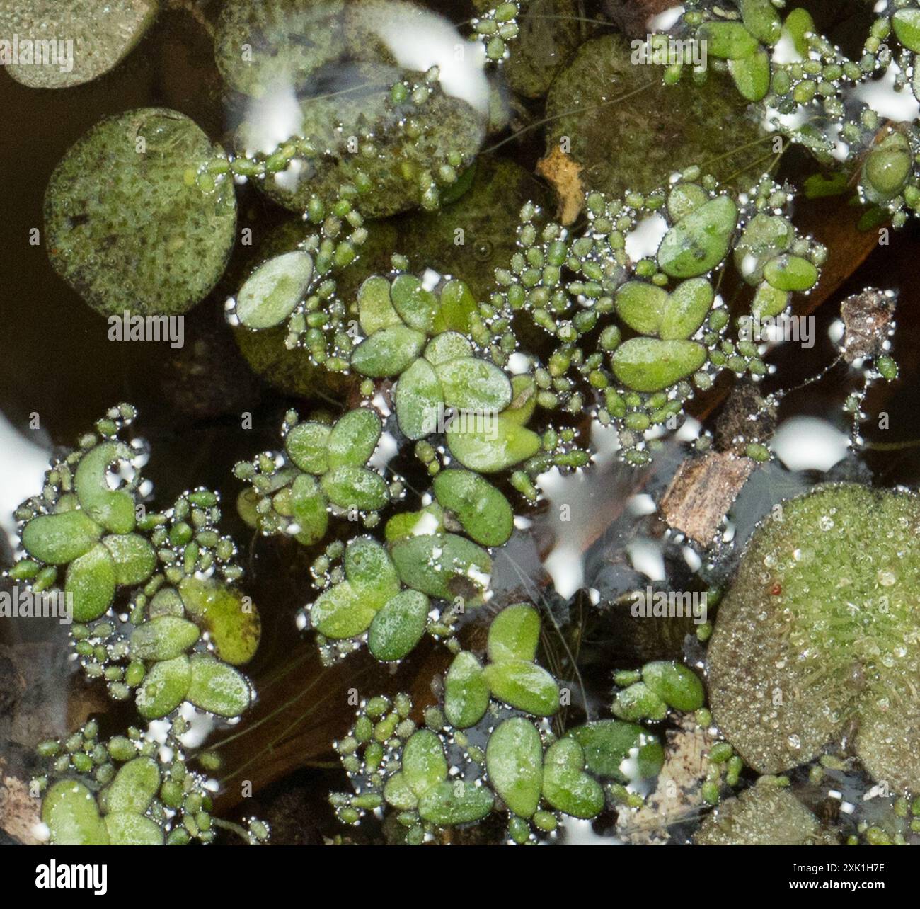 duckweeds (Lemnoideae) Plantae Stock Photo - Alamy